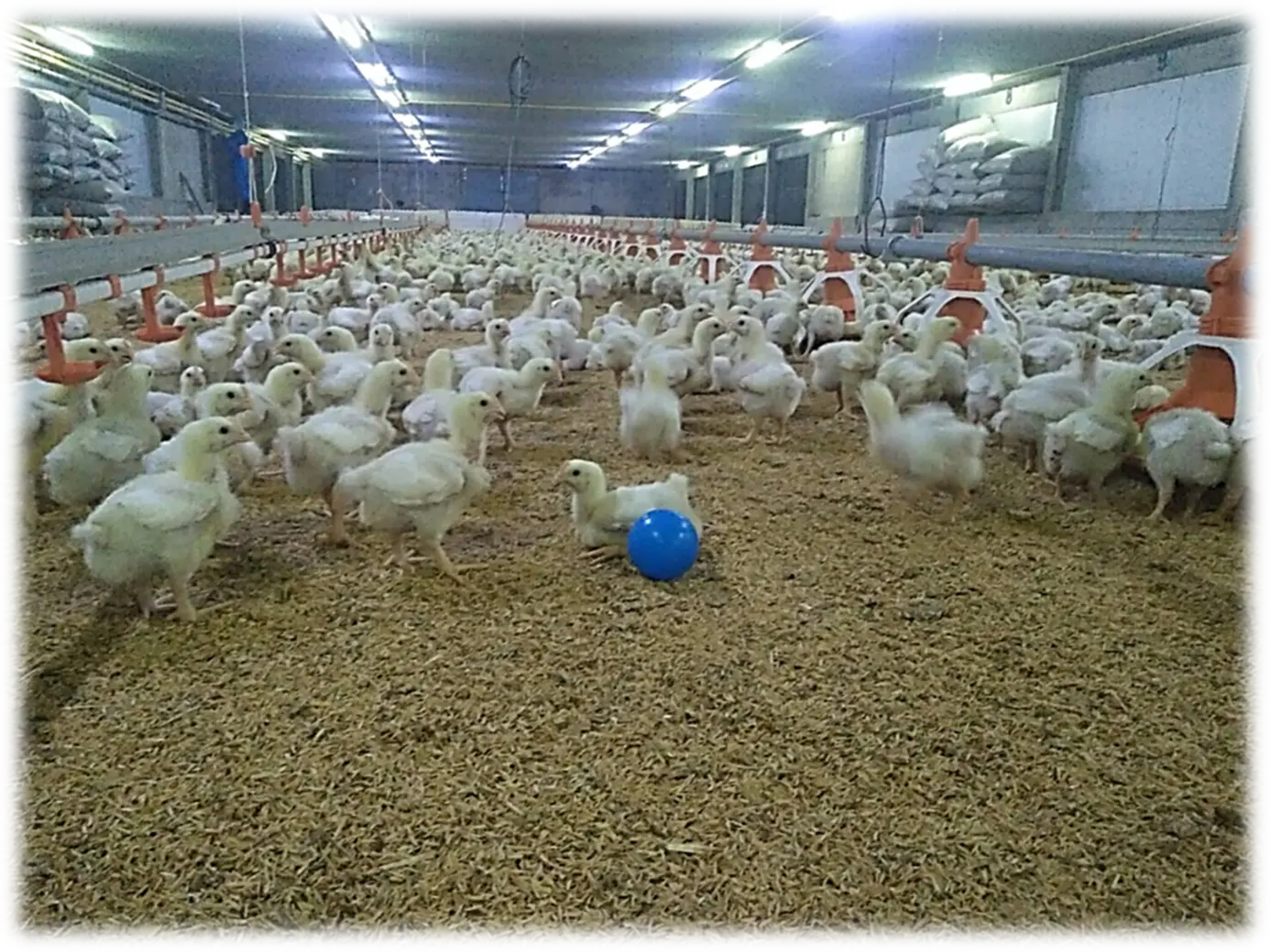 CPF ได้รับรอง LR Farm F1rst ตอกย้ำการผลิตไก่เนื้อคำนึงถึงหลักสวัสดิภาพ ...