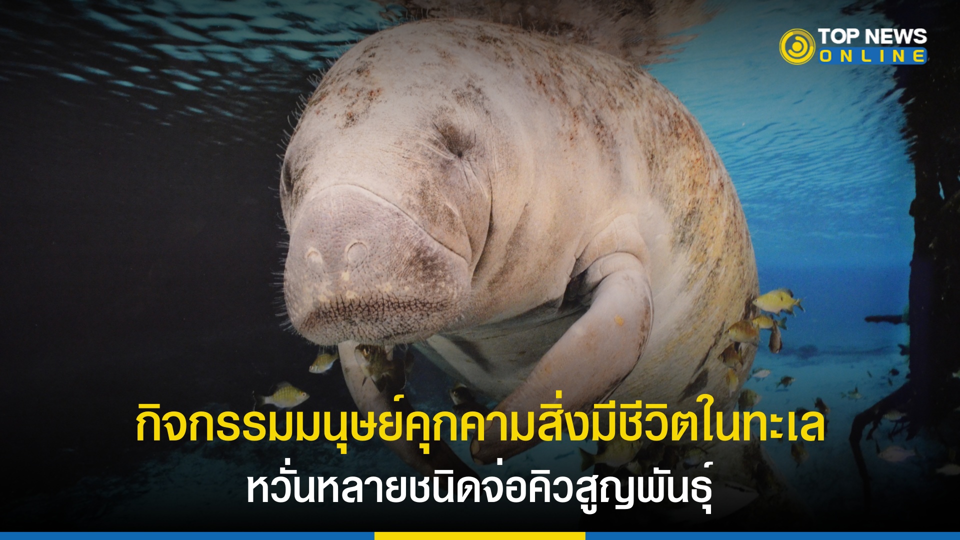 กิจกรรม "มนุษย์" ทำลายทะเล หวั่นสิ่งมีชีวิตจ่อคิวสูญพันธุ์