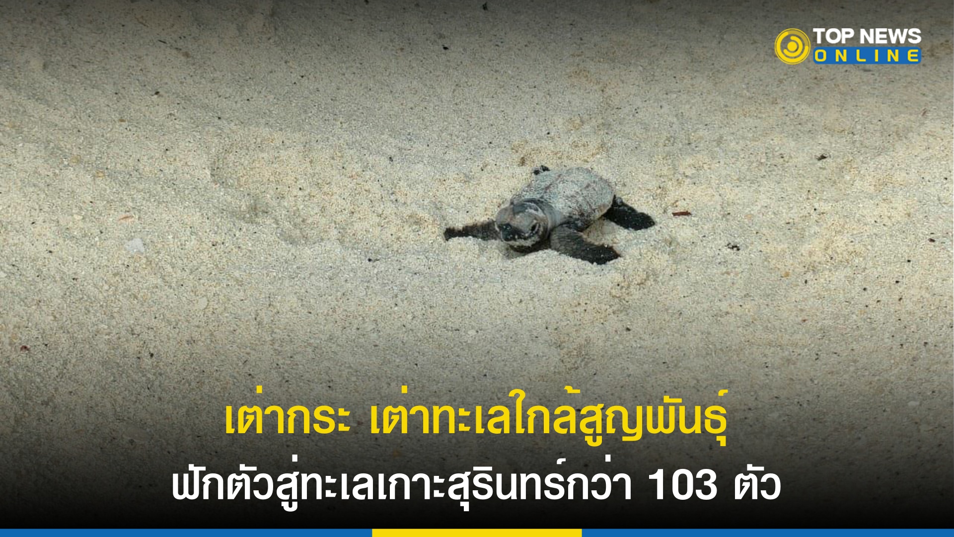 ข่าวดี ลูก "เต่ากระ" ใกล้สูญพันธุ์ ฟักตัวสู่ทะเล 103 ตัว