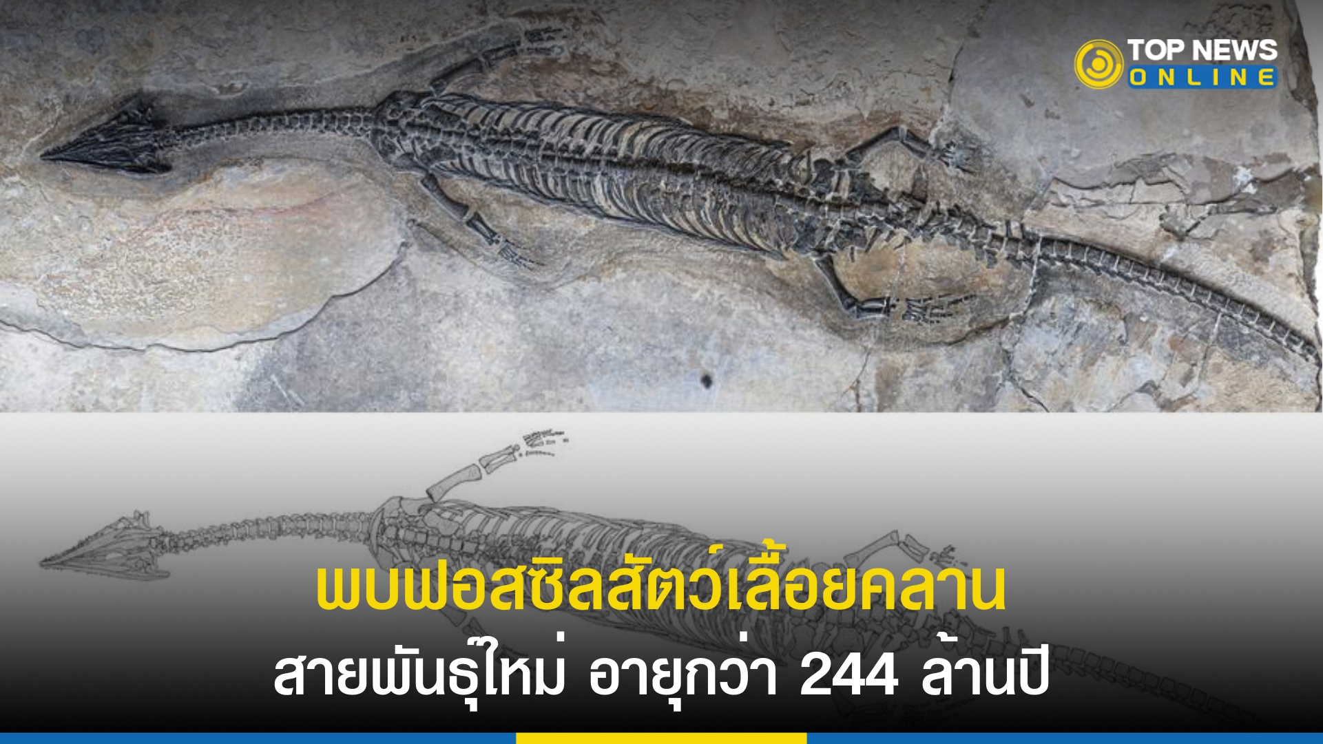 จีนพบ "ฟอสซิล" สัตว์เลื้อยคลานสายพันธุ์ใหม่ อายุ 244 ล้านปี