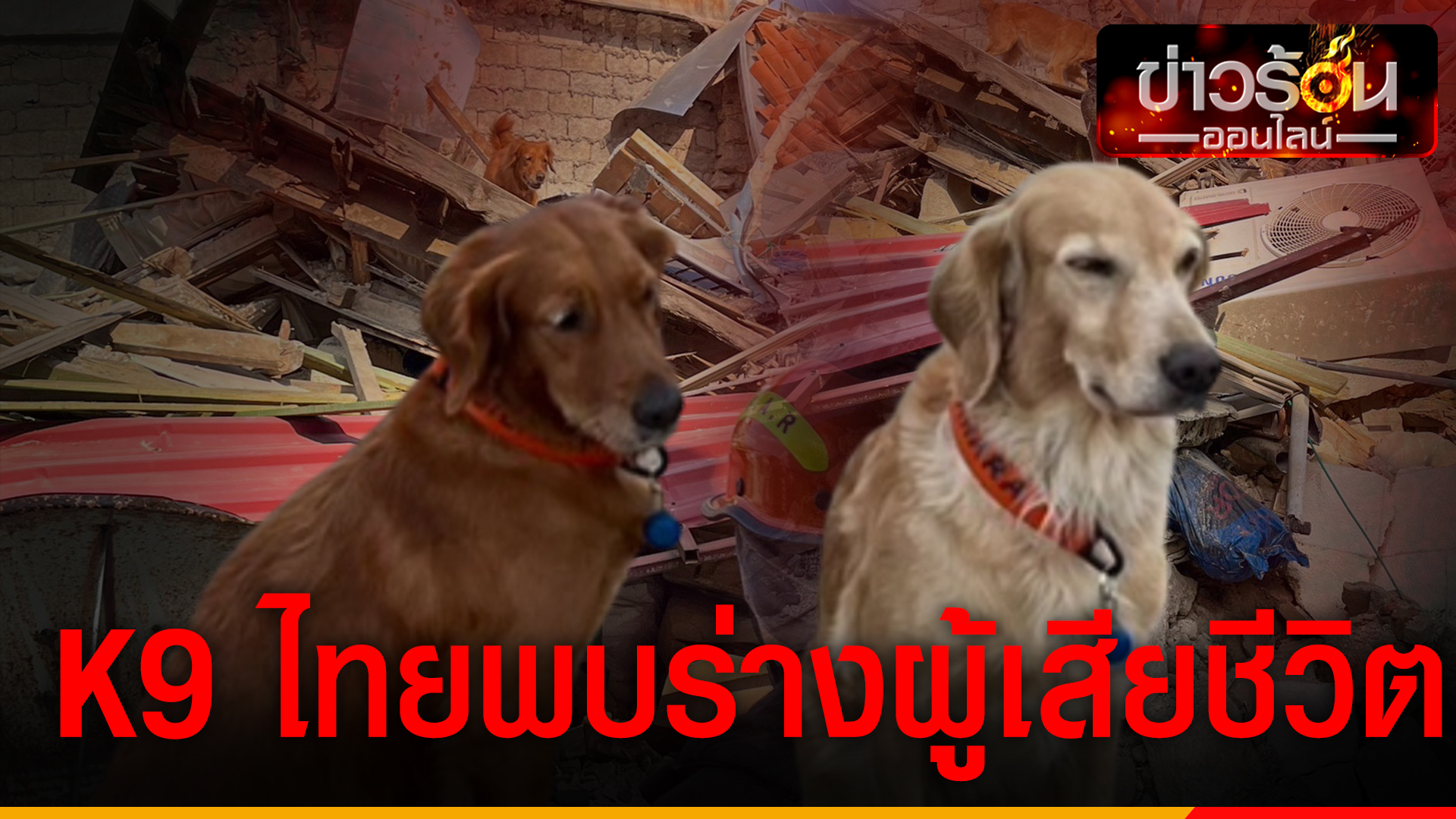 K9 จากไทยพบ 1 ราย จากเหตุแผ่นดินไหว ตุรกี-ซีเรีย | TOPNEWS