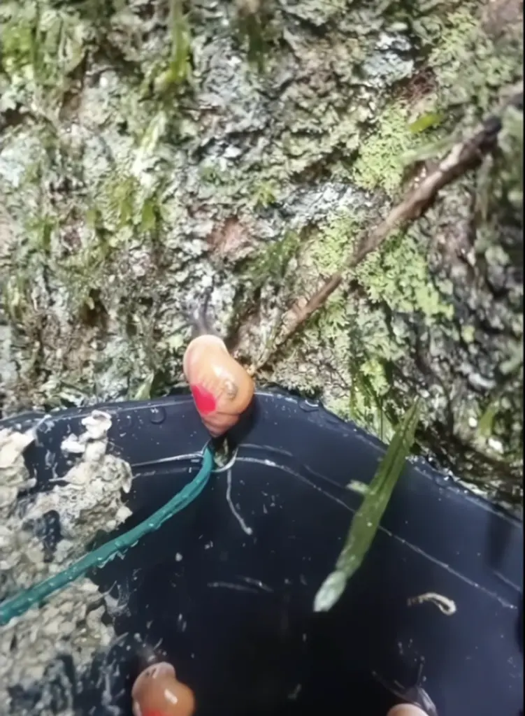 นักวิทย์ปล่อย "หอยทาก" กว่า 5 พันตัวสู่ธรรมชาติ หลังใกล้สูญพันธุ์