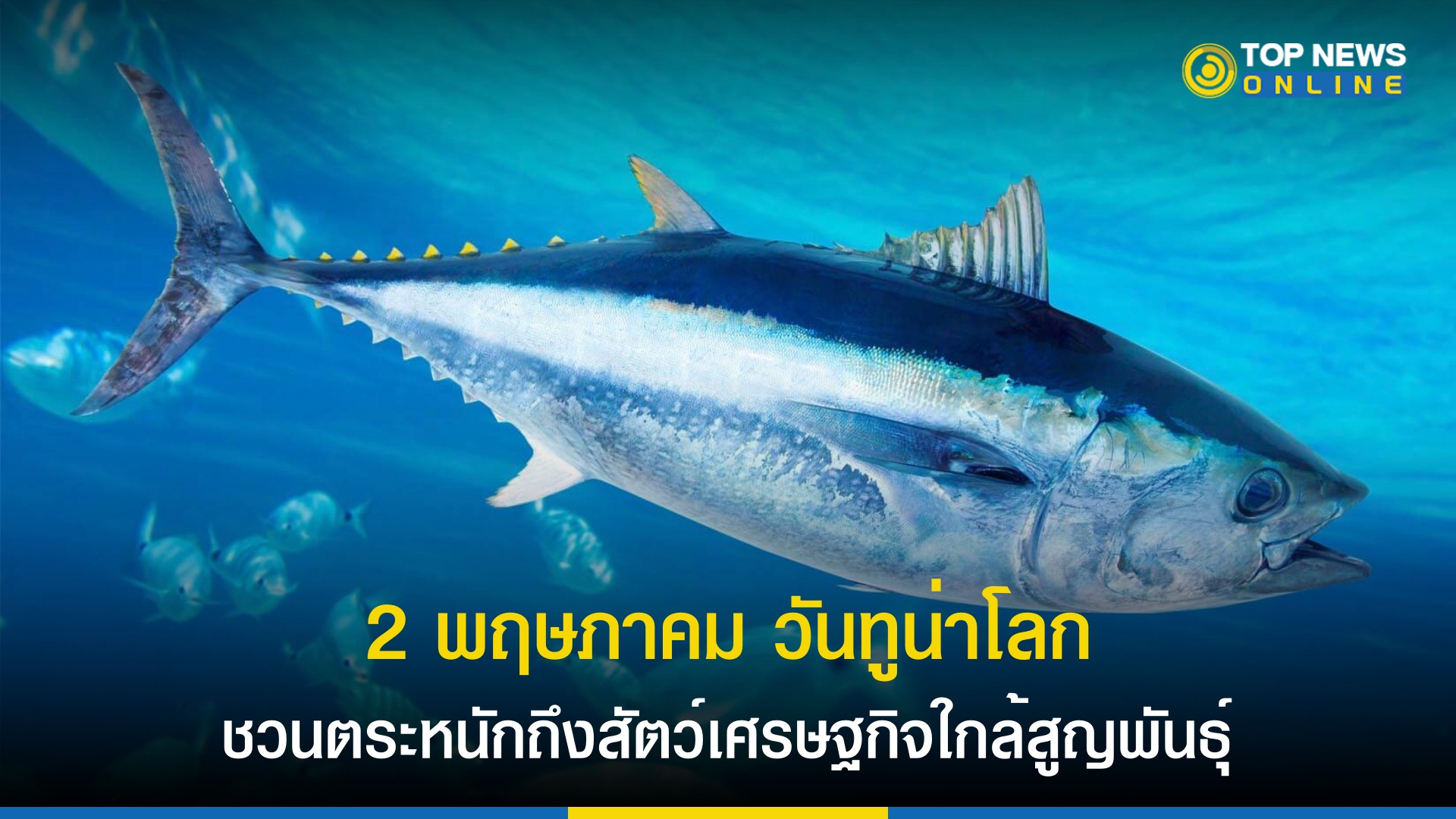 2 พ.ค. "วันทูน่าโลก" สัตว์เศรษฐกิจใกล้สูญพันธุ์ จากน้ำมือมนุษย์