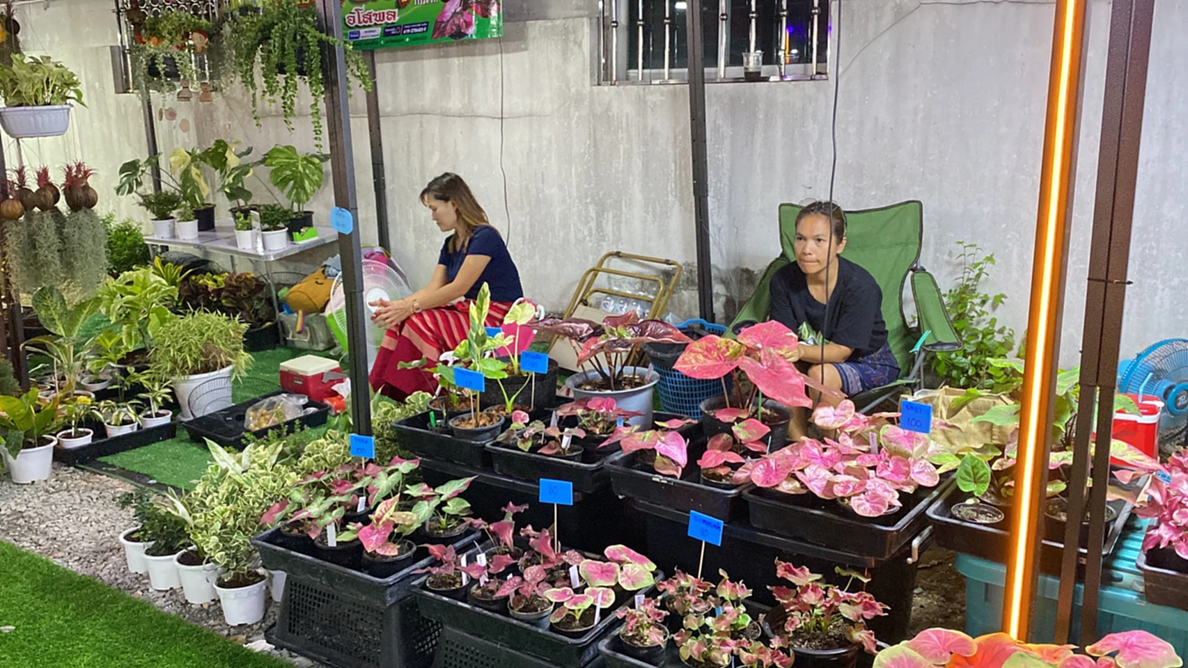 เปิดแล้ว ตลาดต้นไม้กลางคืน เดอะบิ๊กมาร์เก็ต จอมเทียน ริมทะเลแห่งแรกของ ...