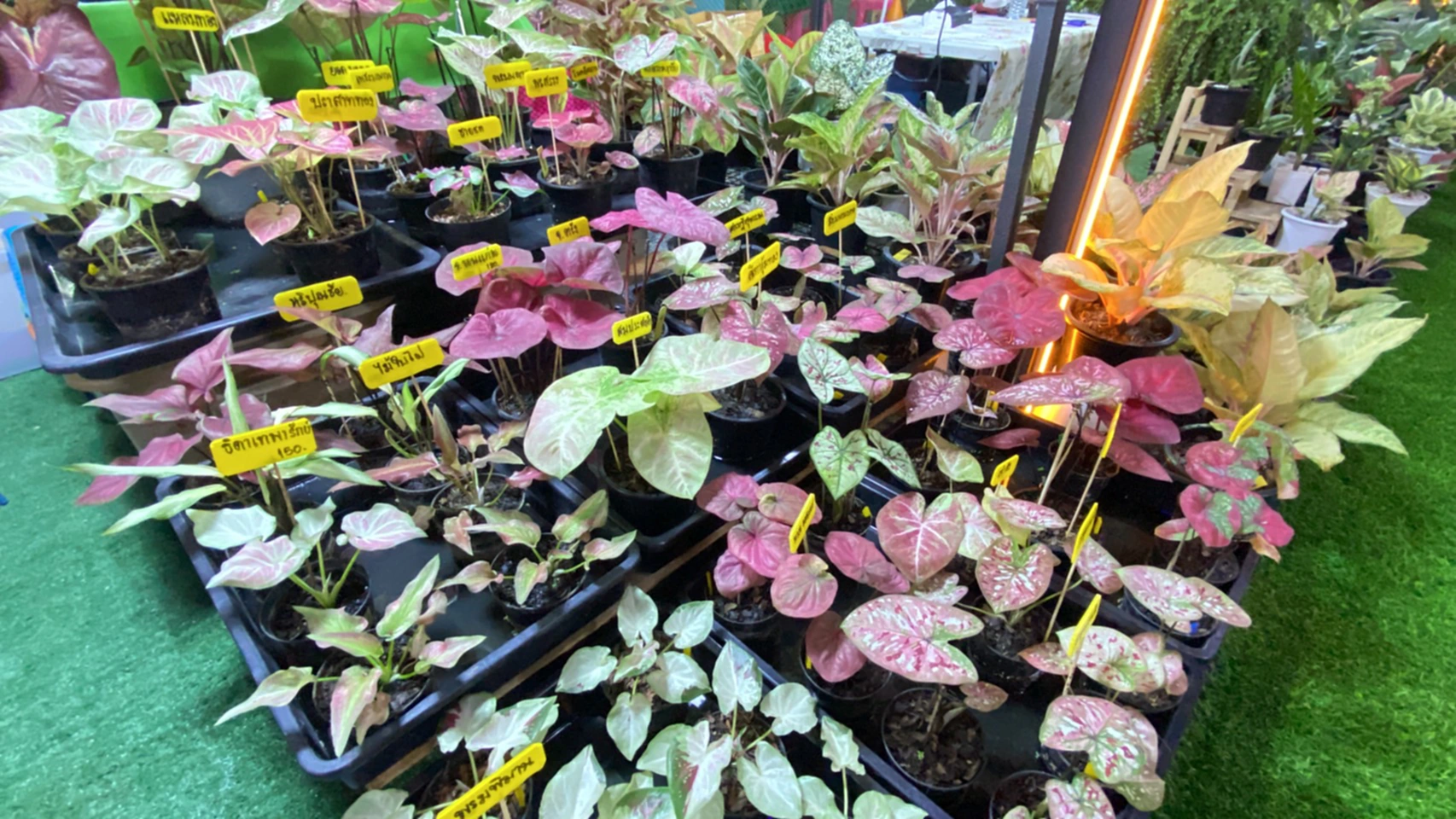 เปิดแล้ว ตลาดต้นไม้กลางคืน เดอะบิ๊กมาร์เก็ต จอมเทียน ริมทะเลแห่งแรกของ ...