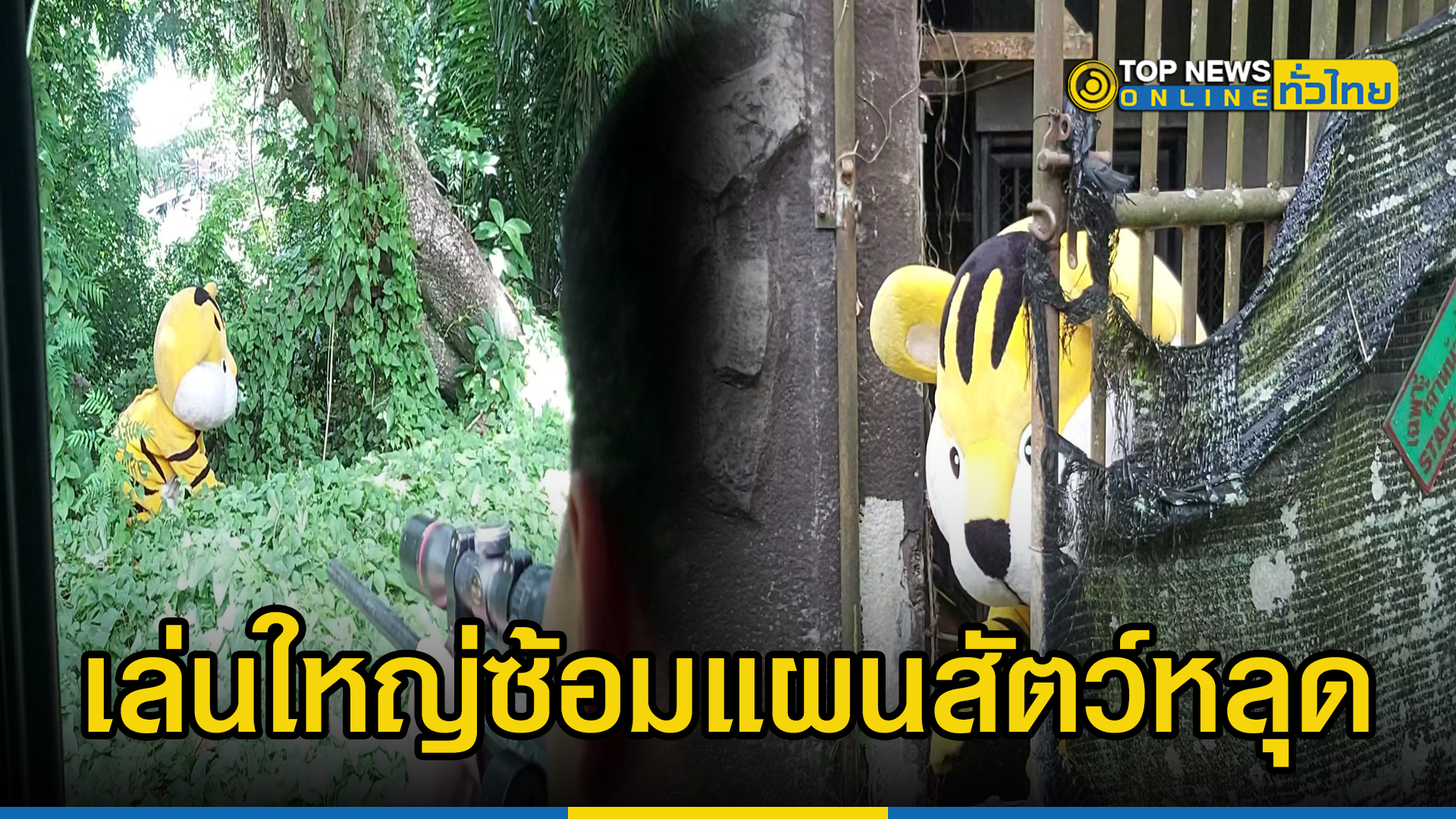 สวนสัตว์เปิดเขาเขียว เล่นใหญ่ เจ้าหน้าที่จัดเต็มชุดมาสคอต เสือโคร่ง ซัก ...