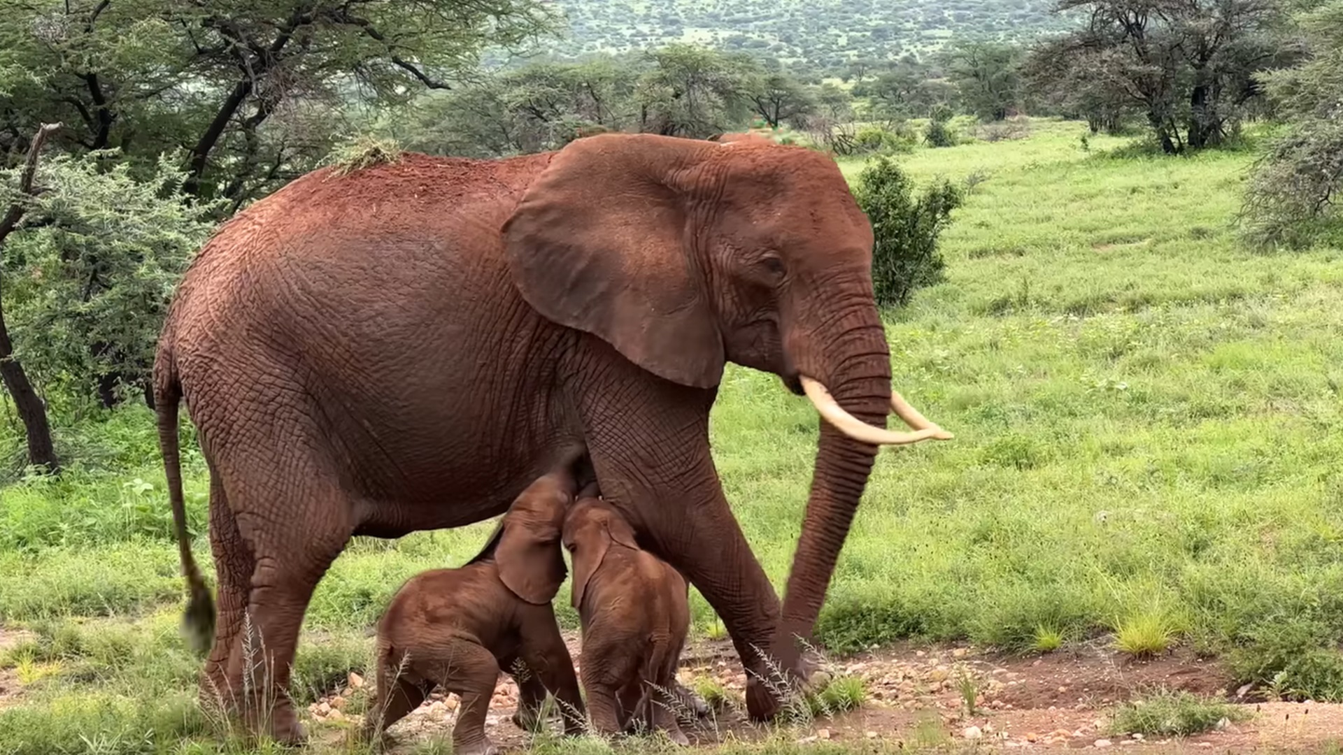 นักอนุรักษ์เฮ พบลูกช้างแฝดในเคนยา (ชมคลิป) | TOPNEWS