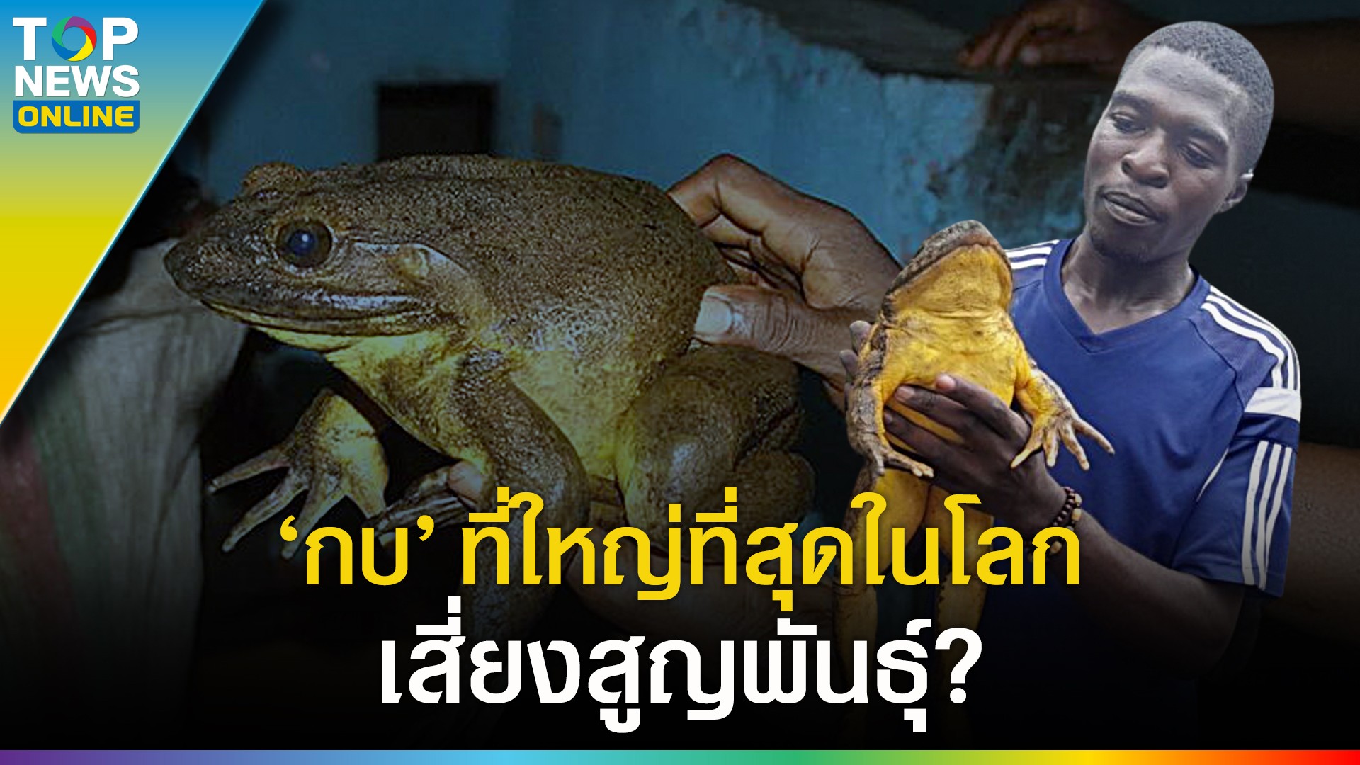 กบโกไลแอท (Goliath Frog) กบที่ใหญ่ที่สุดในโลก เสี่ยงสูญพันธุ์ ? | TOPNEWS