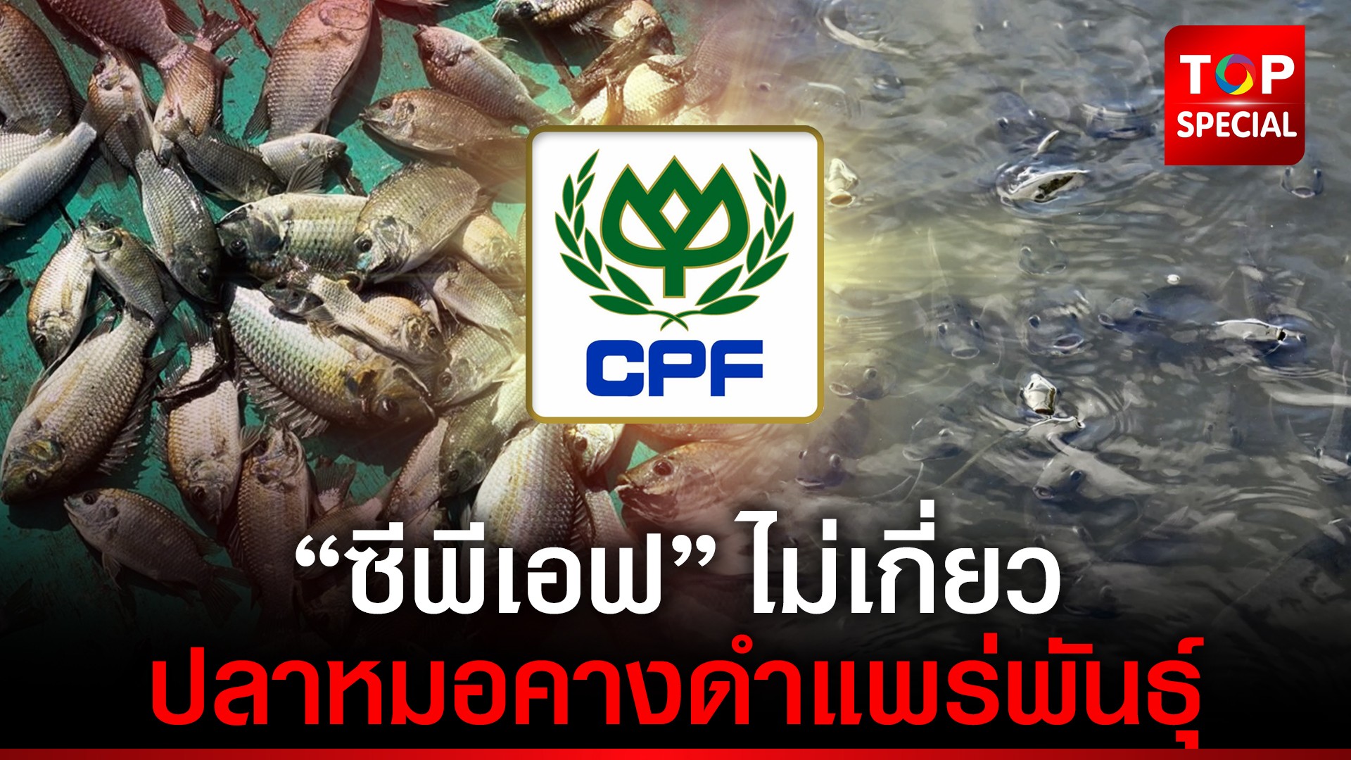 CPF โต้ ไม่เกี่ยว ปลาหมอคางดำ ระบาด | TOPNEWS