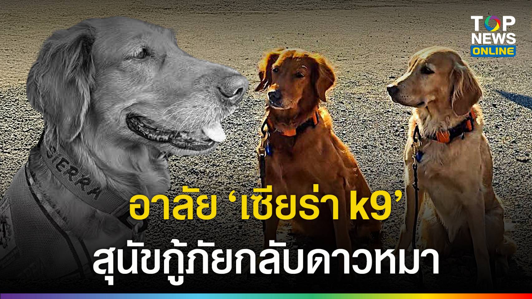 อาลัย "เซียร่า K9" ฮีโร่ 4 ขา กลับดาวหมา ภารกิจสุดท้าย อุโมงค์รถไฟถล่ม ...