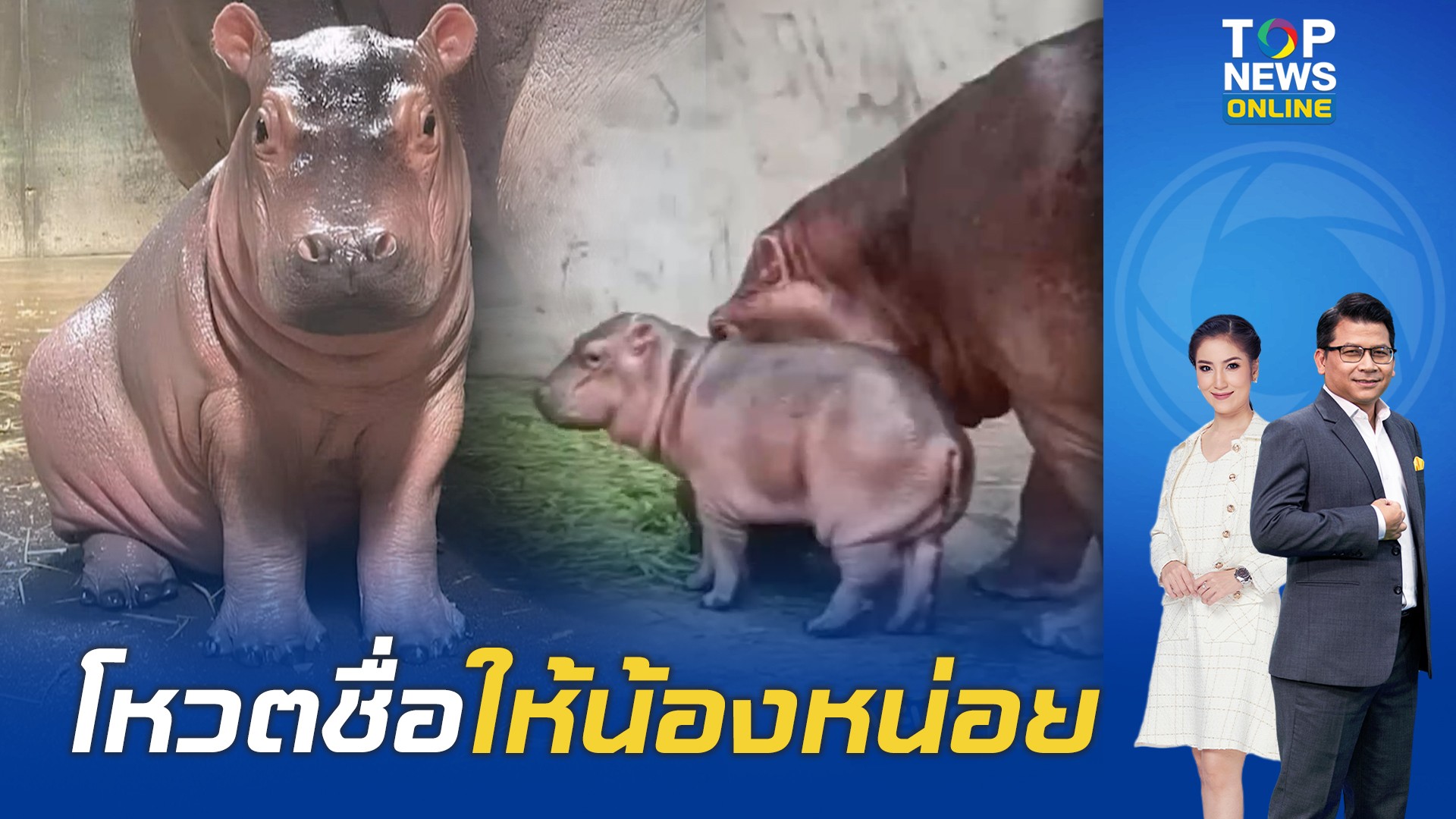 ชวนแต่งผี ไปหา"หมูเด้ง"ต้อนรับฮาโลวีน เปิดโหวต ตั้งชื่อ"น้องฮิปโปฯศรีสะเกษ"หอมแดง | TOPNEWS