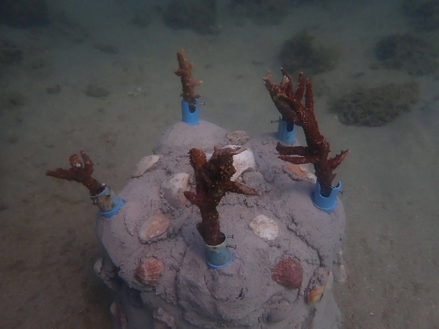 "รองนายกฯ สุชาติ" มอบหมาย ทช. ร่วมมูลนิธิอนุรักษ์แนวปะการังและ ...