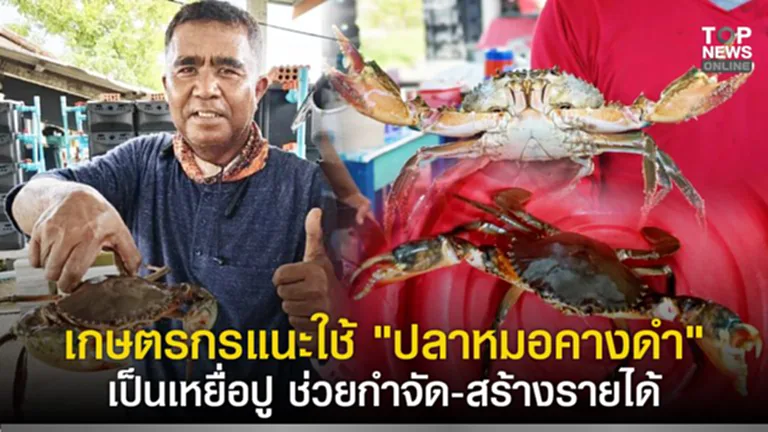 เกษตรกรแนะใช้ "ปลาหมอคางดำ" เป็นเหยื่อปู ช่วยกำจัด-สร้างรายได้ | TOPNEWS